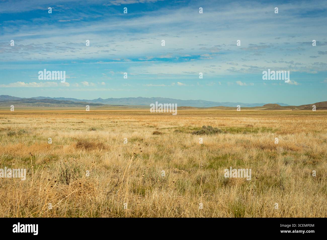 Open wide meadow in middle hi-res stock photography and images - Alamy