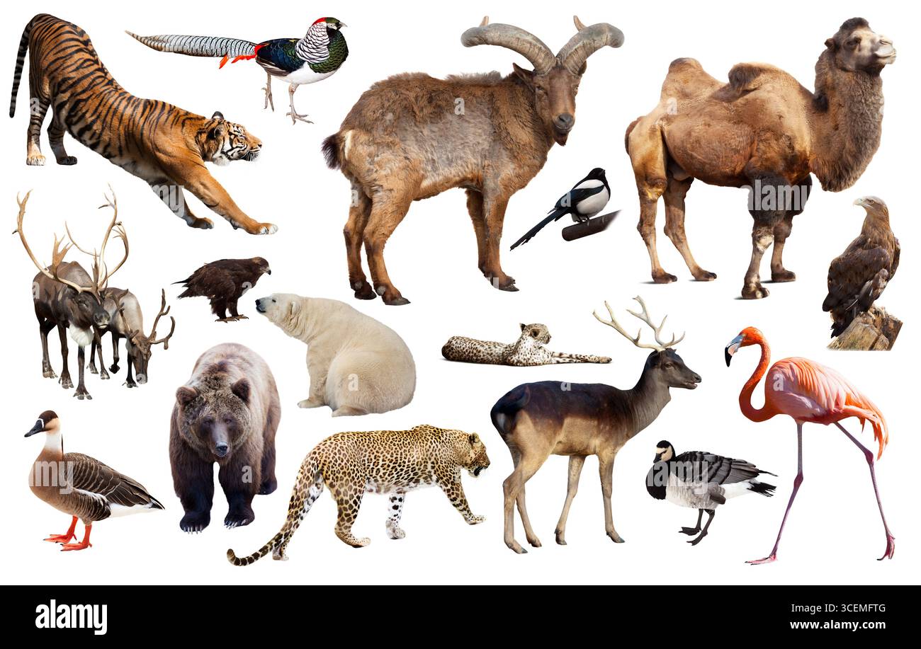 animal collection asia Stock Photo - Alamy