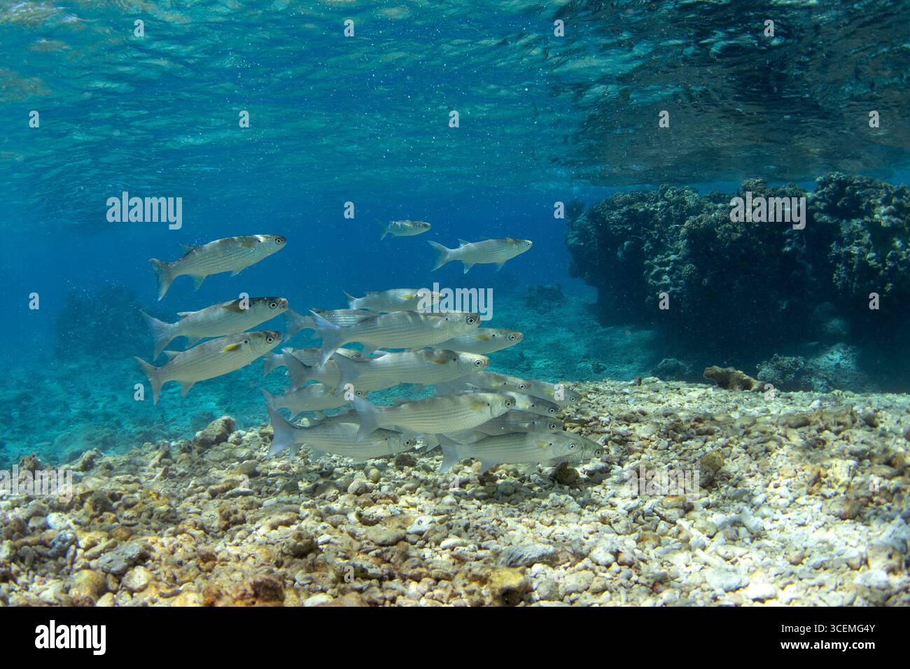 Acute jawed mullet in shallow water at Fakarava Island. A shoal of ...