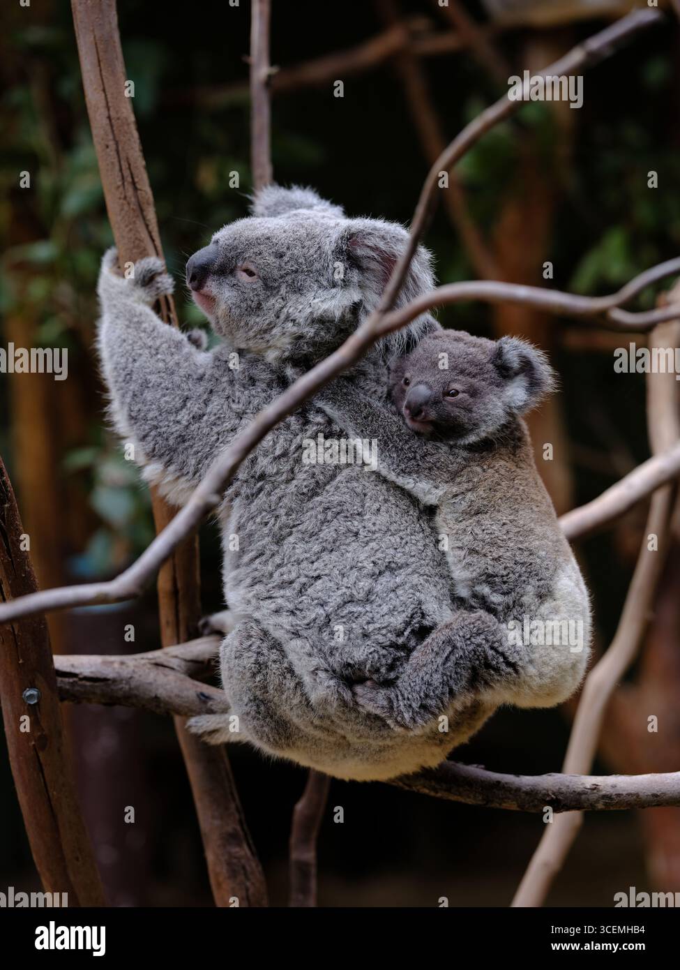 Unique vocal organs hi-res stock photography and images - Alamy