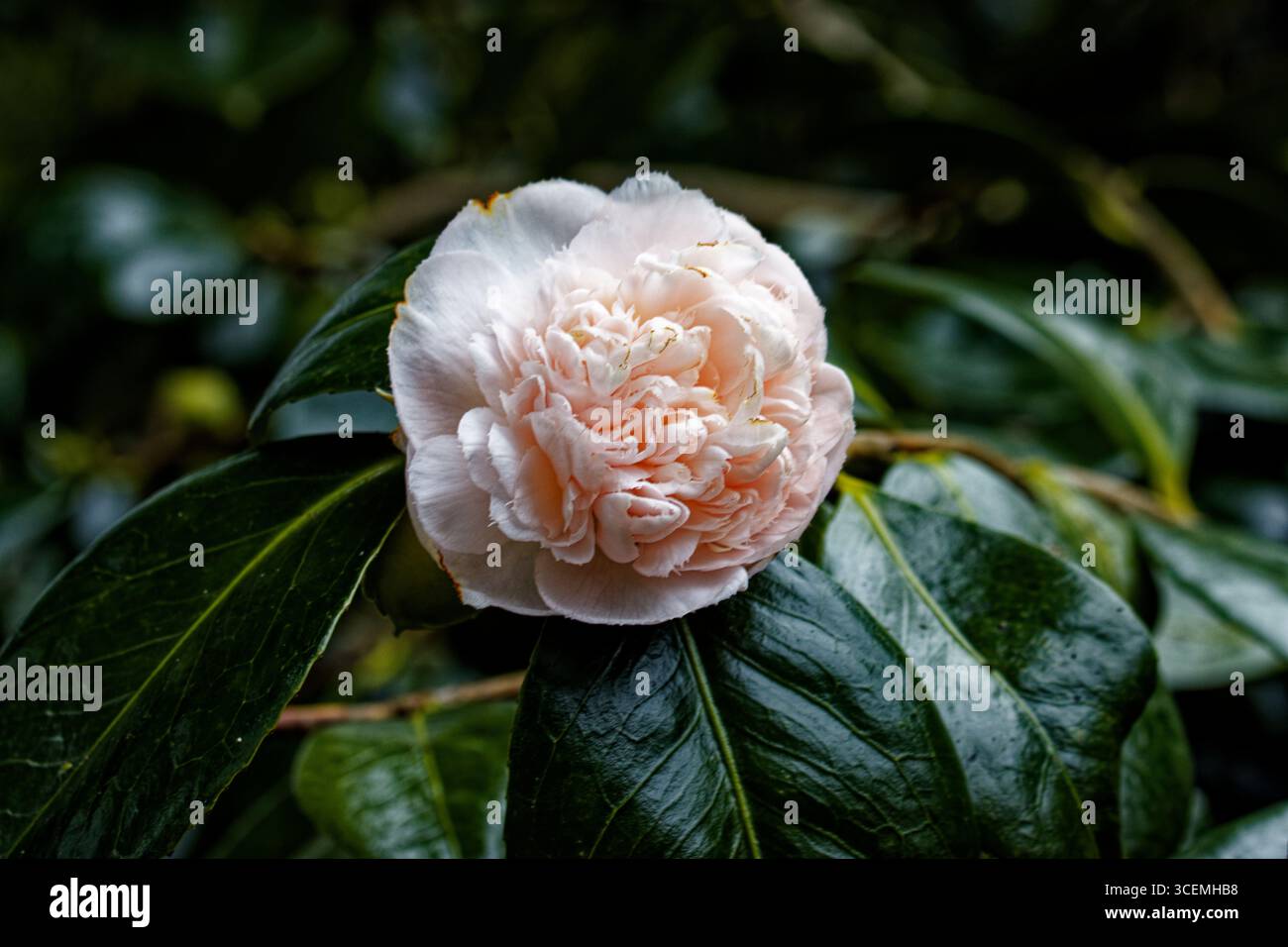 Prone form hi-res stock photography and images - Alamy