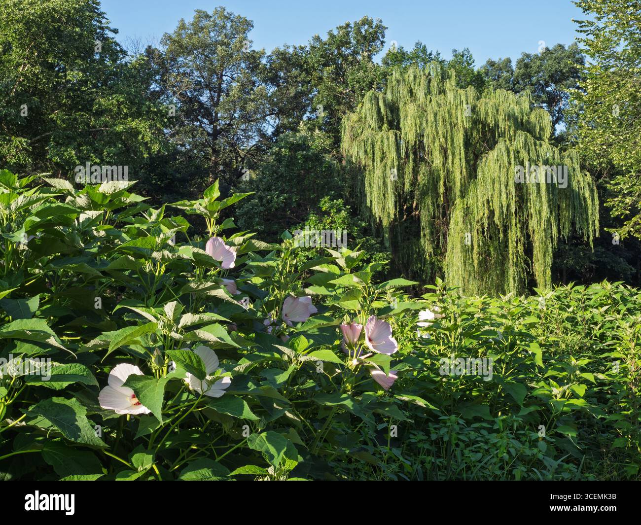 Weeping tree hibiscus hi-res stock photography and images - Alamy