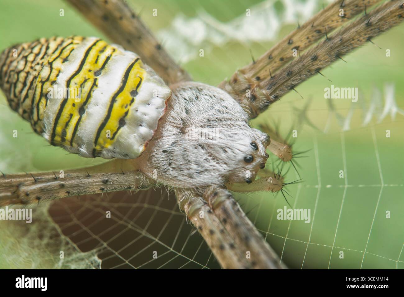 andrew's cross orb spider hanging on the cob-web Stock Photo - Alamy