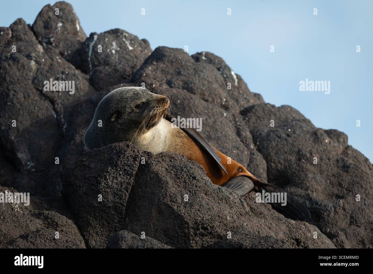 New Zealand Fur Seal, Arctocephalus forsteri, endemic to New Zealand ...