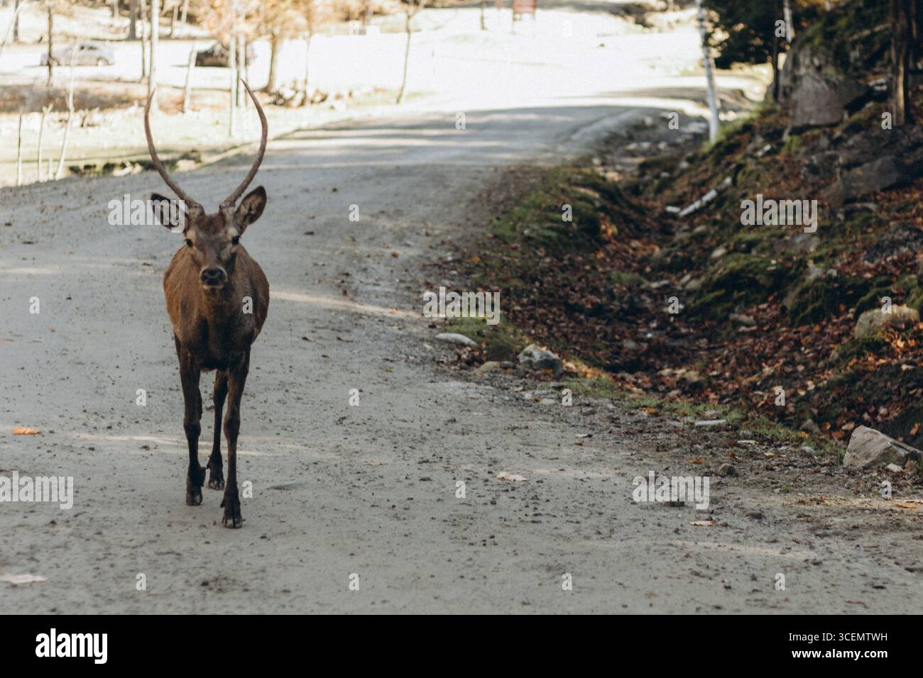 Wild Deer Walking Along Forest Road Stock Photo - Alamy
