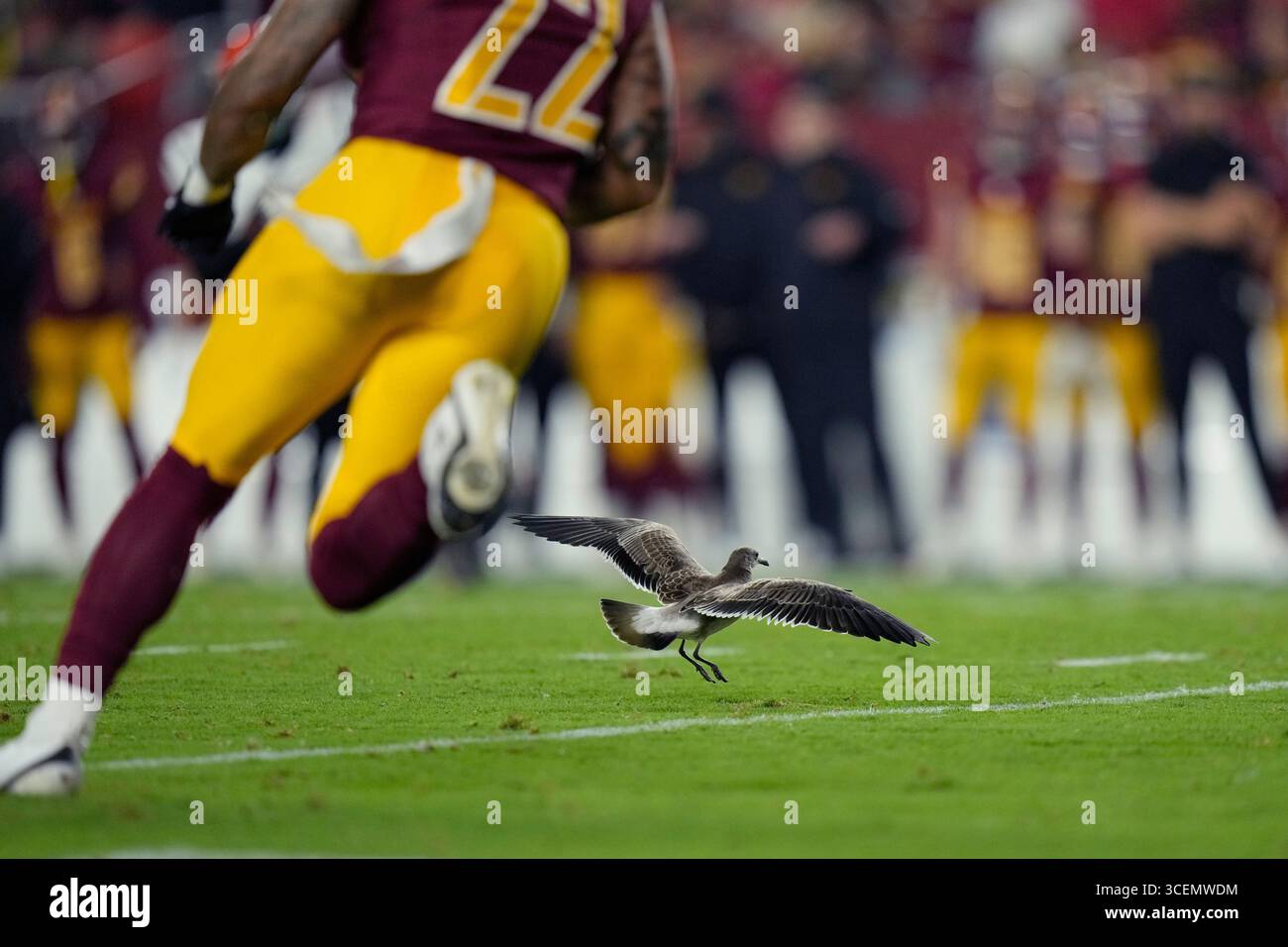 A bird flies on the field during the first half of a preseason NFL ...