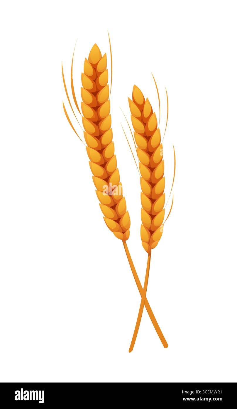 Cereal wheat ear and spikes, happy Thanksgiving holiday harvest symbol ...