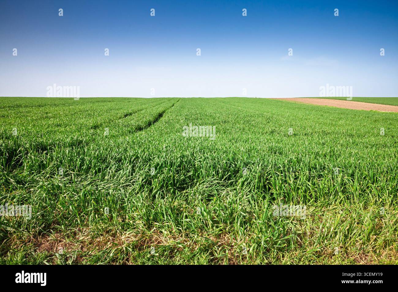 Expansive grassfield of young cereal growth in rural Serbia under a ...