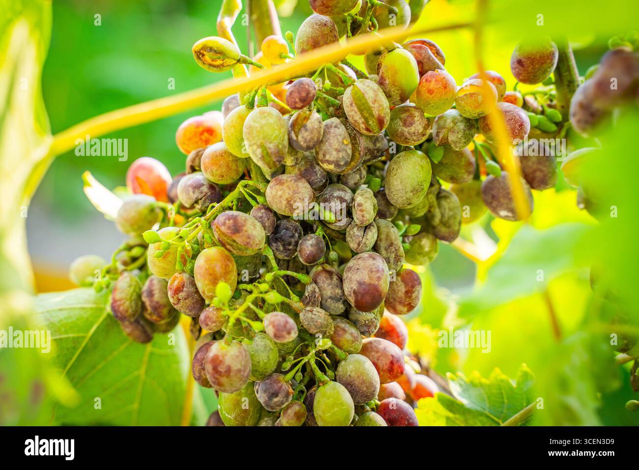 Spoiled grapes from fungal disease, close-up. Lost grape harvest Stock ...