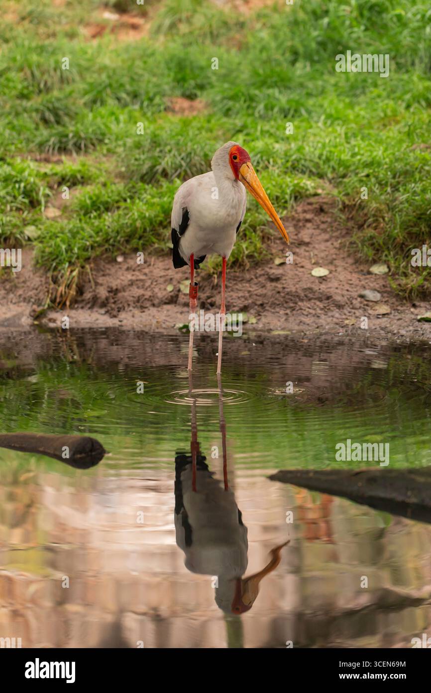 Mycteria ibis full body large bird orange beak hi-res stock photography ...