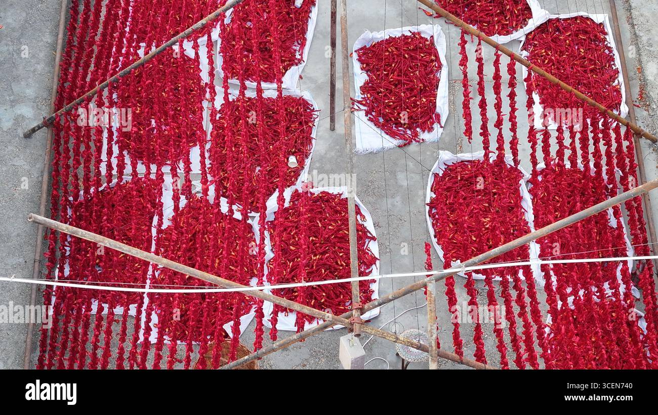 BARKOL, CHINA - AUGUST 15, 2025 - Farmers were drying chili peppers in ...