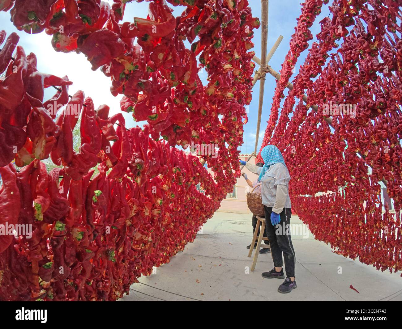 BARKOL, CHINA - AUGUST 15, 2025 - Farmers were drying chili peppers in ...