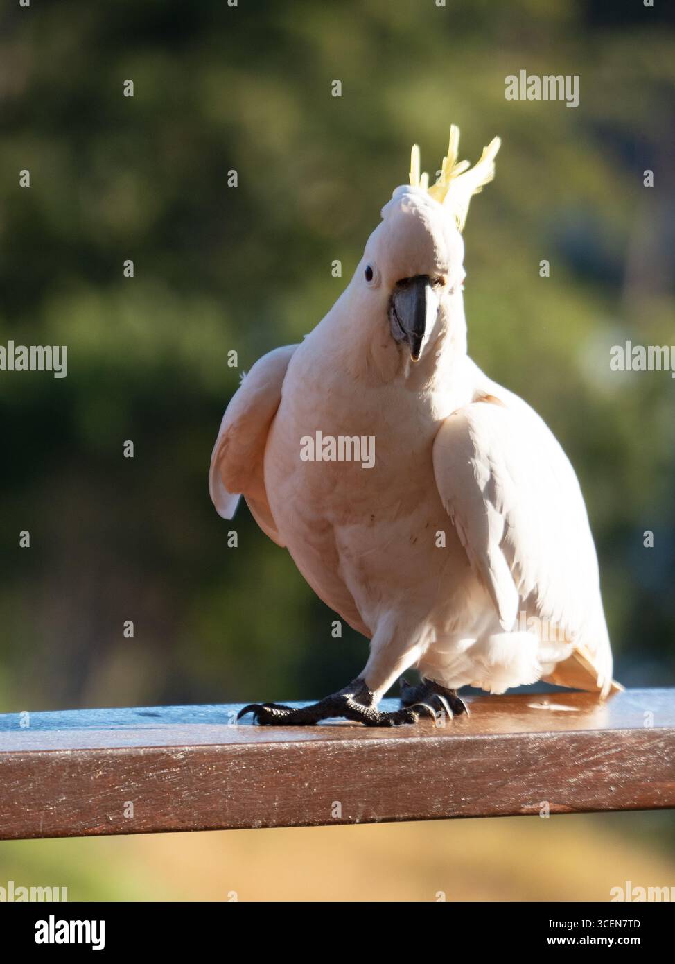 Sulphur Crested Cockatoo, Australian Native Bird, walking along a ...