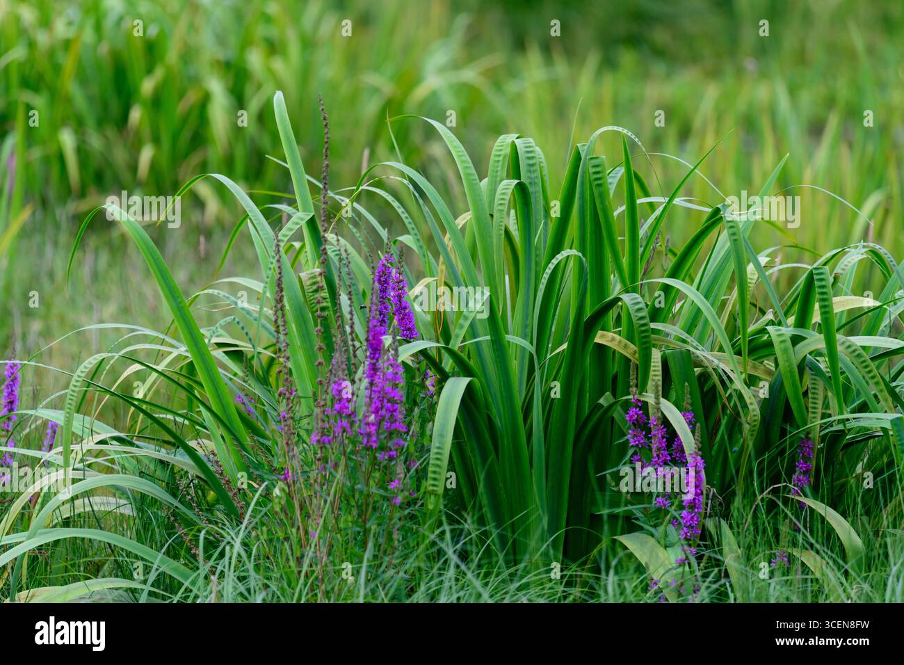 halanda, sweden, 23 july 2025, natural forest *** halanda, schweden, 23 ...