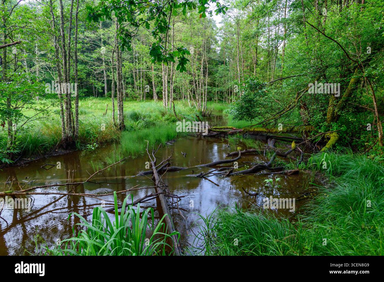 halanda, sweden, 23 july 2025, natural forest *** halanda, schweden, 23 ...