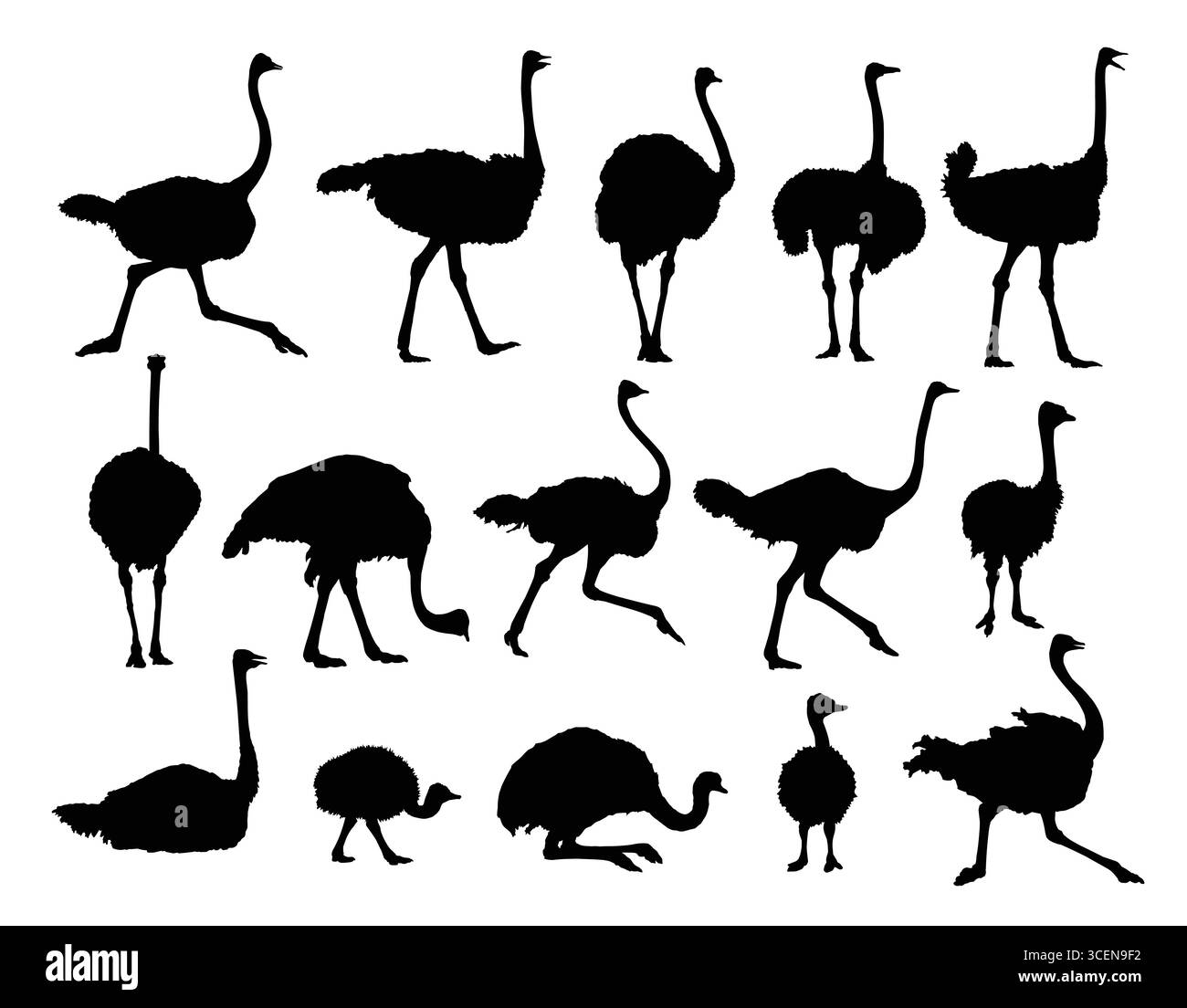 Emu bird silhouette Cut Out Stock Images & Pictures - Alamy