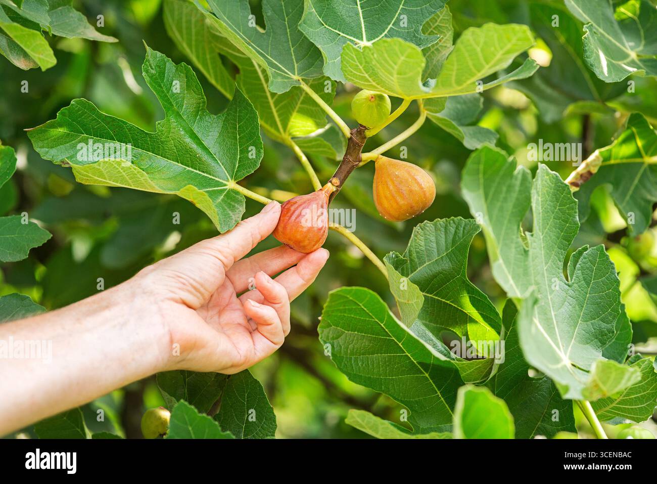 Woman hand picking fig fruit growing on the branch fig tree in organic ...