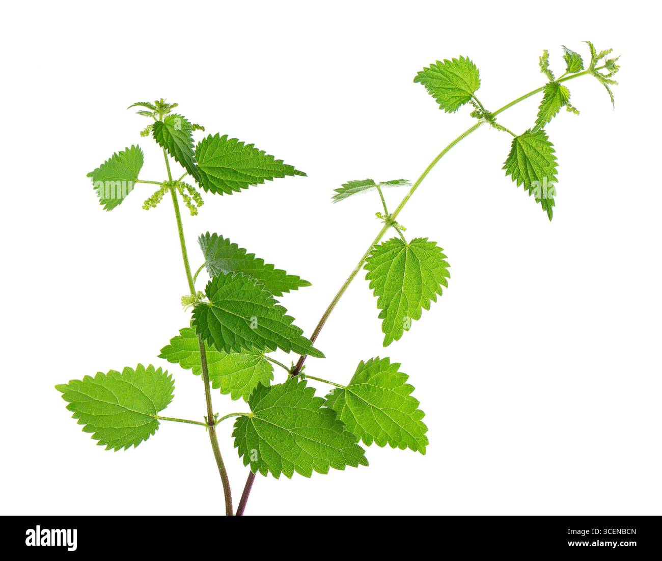 Nettle plant isolated on white background. Green common nettle, burn ...