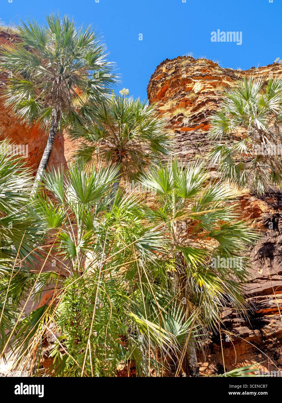 Victoria River fan palms (Livistona victoriae) growing beside the ...