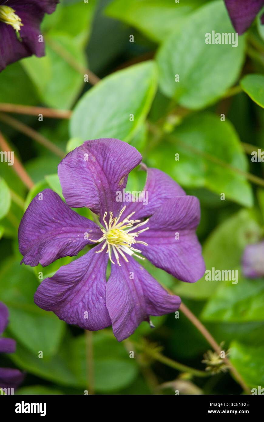 Clematis etoile violette hi-res stock photography and images - Alamy
