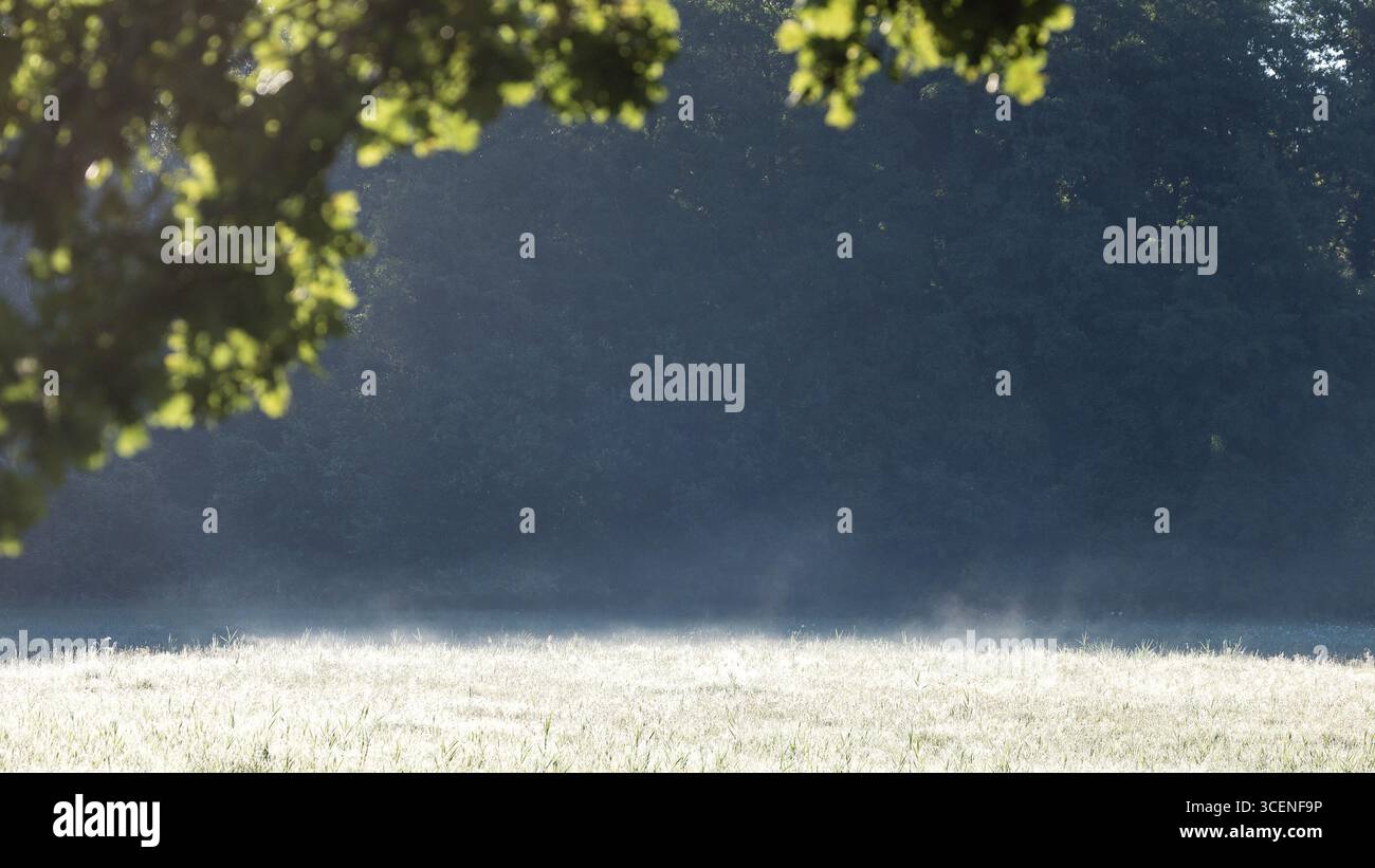 19 August 2025, Brandenburg, Cottbus: After a cool night, haze hangs ...