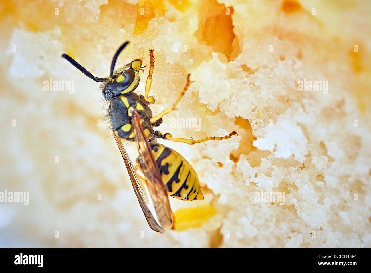 Deutsche Wespe Vespula germanica . Deutsche Wespe Vespula germanica ...