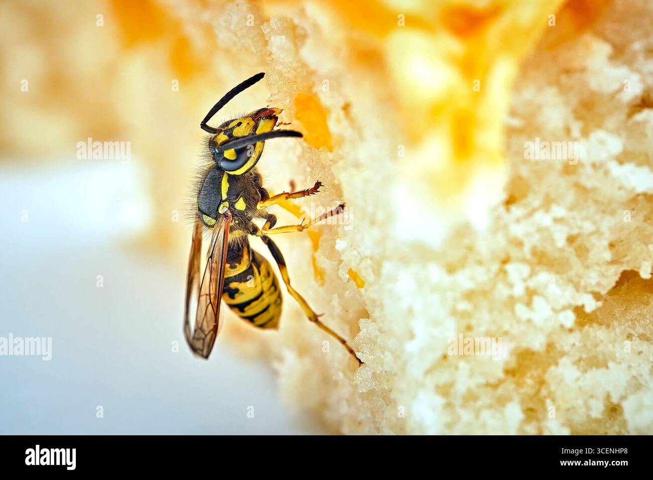 Deutsche Wespe Vespula germanica . Deutsche Wespe Vespula germanica ...