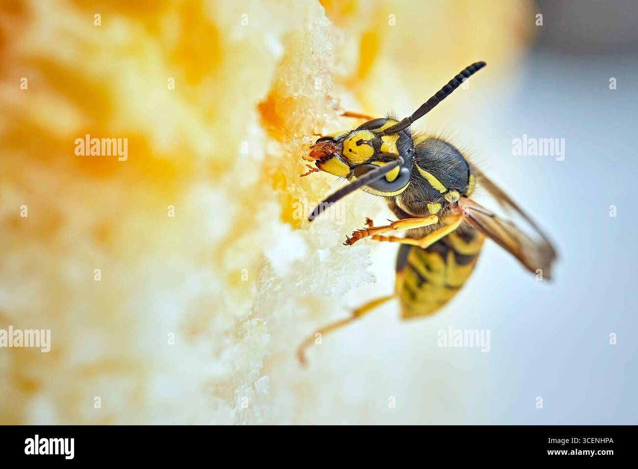 Deutsche Wespe Vespula germanica . Deutsche Wespe Vespula germanica ...
