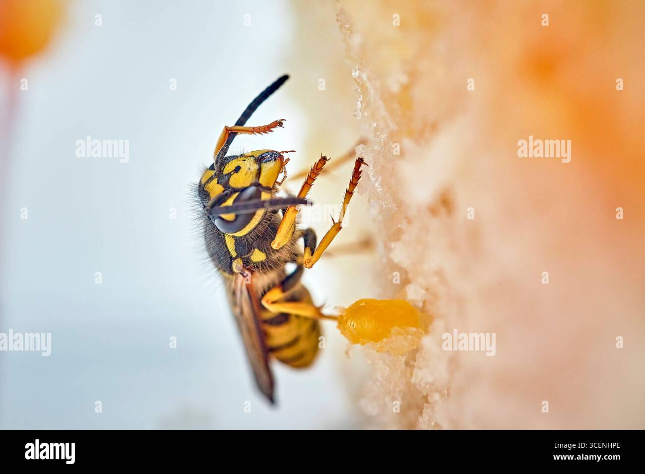 Deutsche Wespe Vespula germanica . Deutsche Wespe Vespula germanica ...