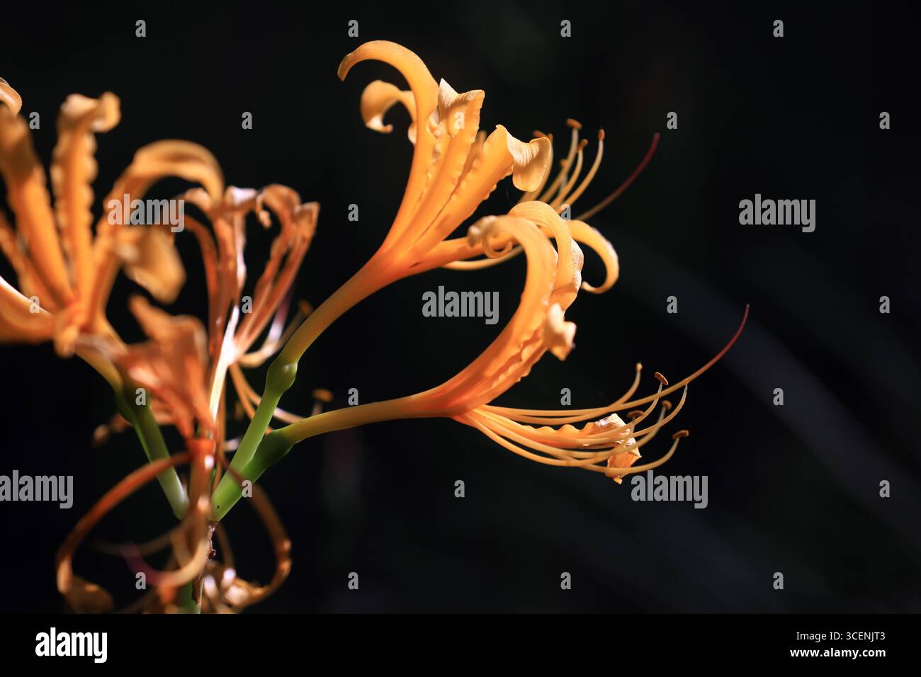 Red spider lily flowers bloom in Huai'an City, east China's Jiangsu ...