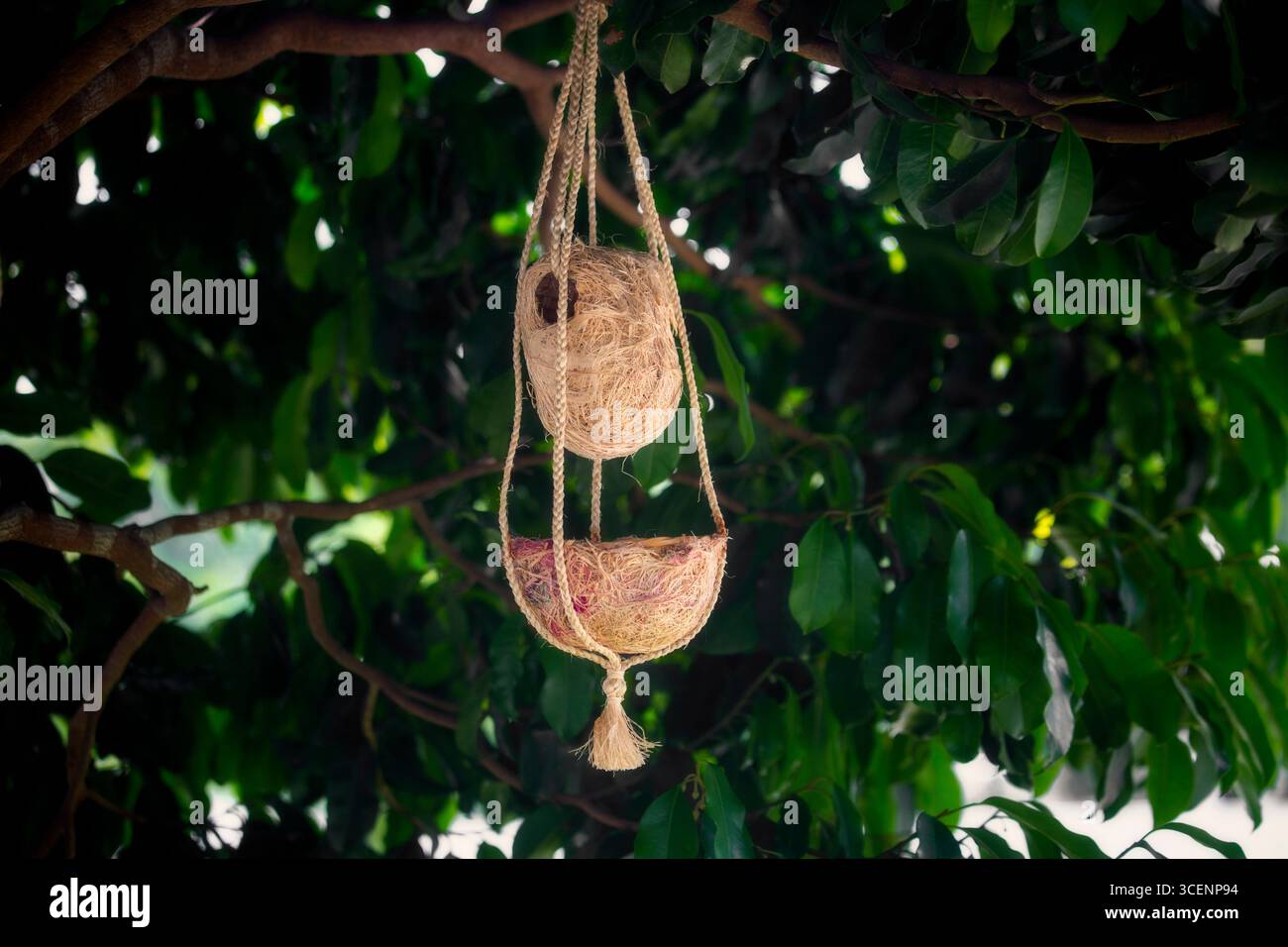 Handmade birds nest are hanging on the branches of green trees ...