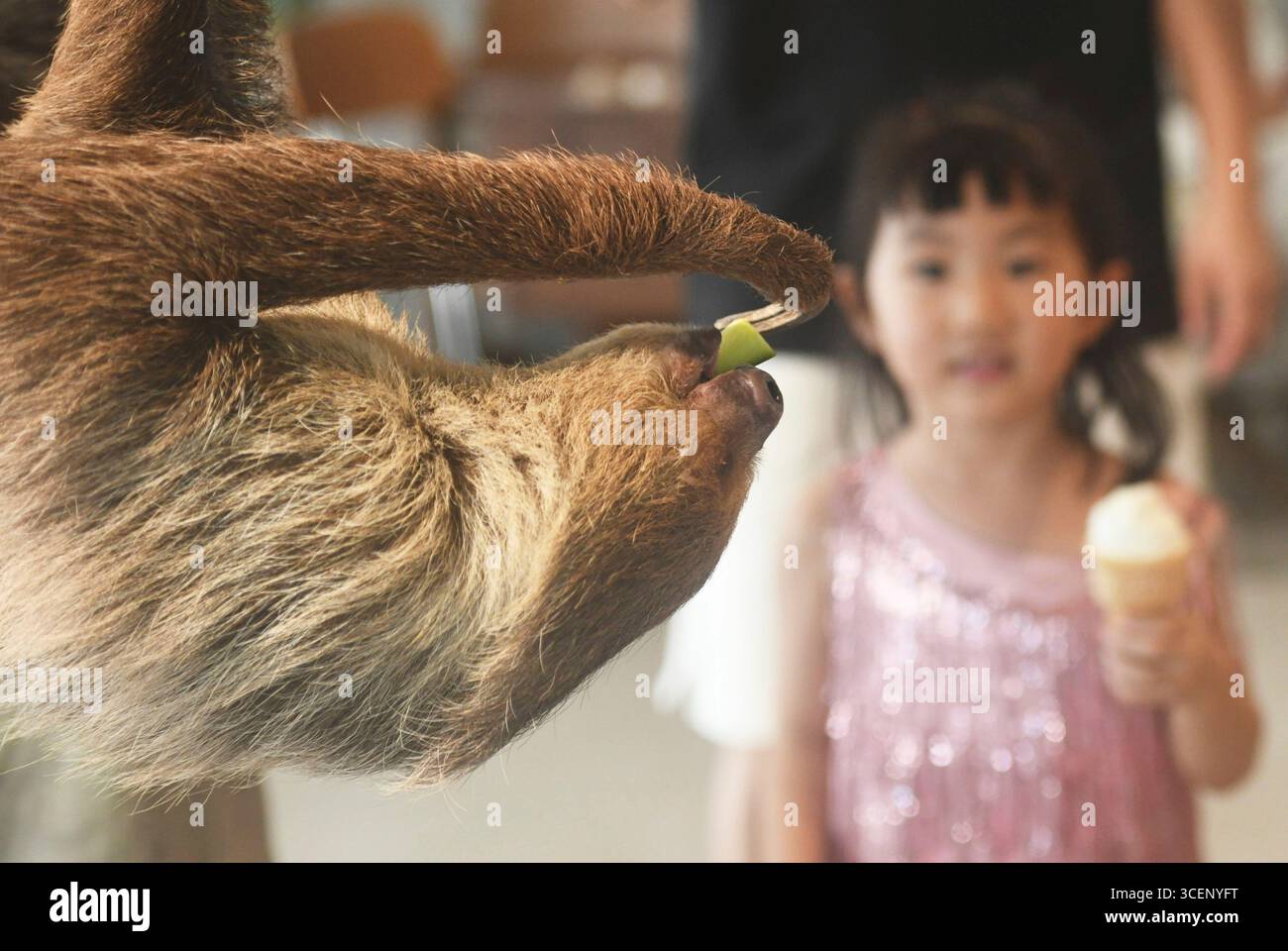 Customers check out the sloth kept at the Sloth Coffee House in ...