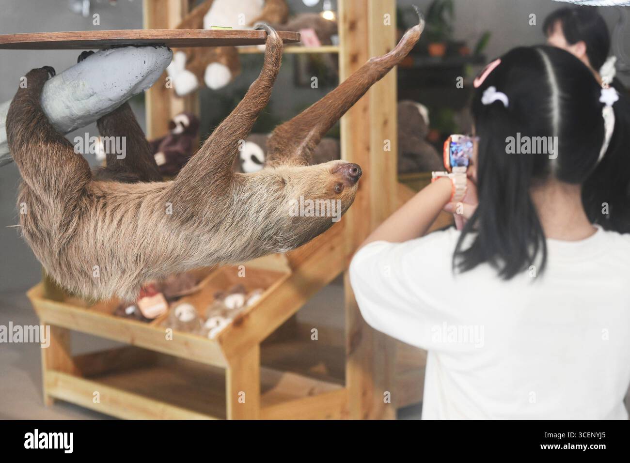 Customers check out the sloth kept at the Sloth Coffee House in ...