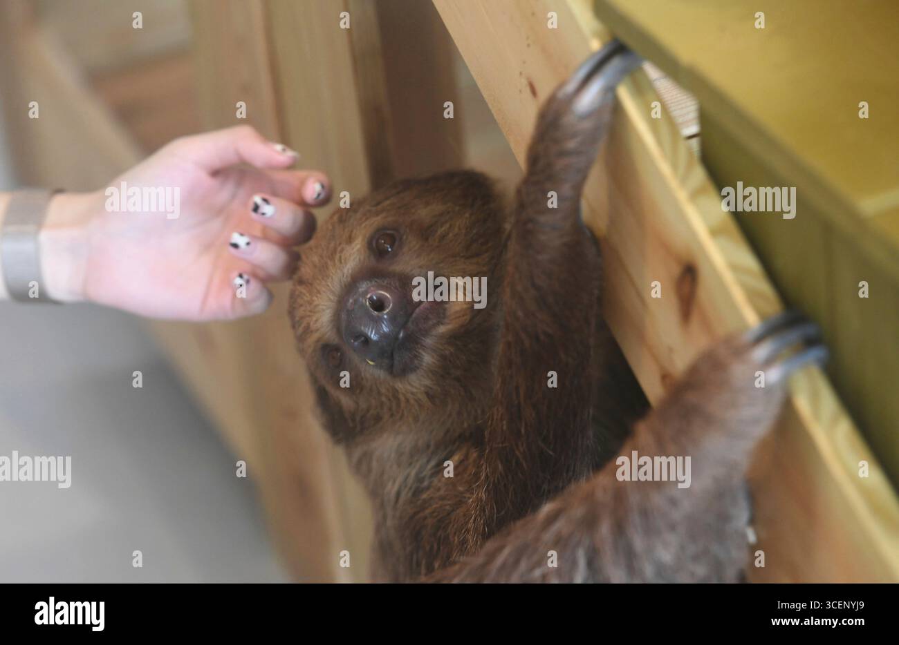 Customers check out the sloth kept at the Sloth Coffee House in ...
