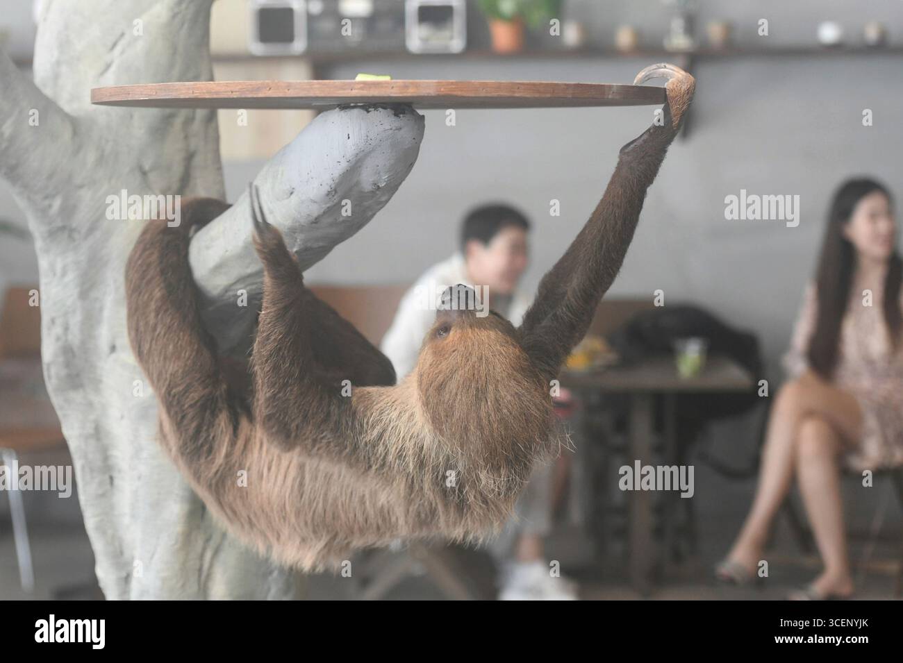Customers check out the sloth kept at the Sloth Coffee House in ...
