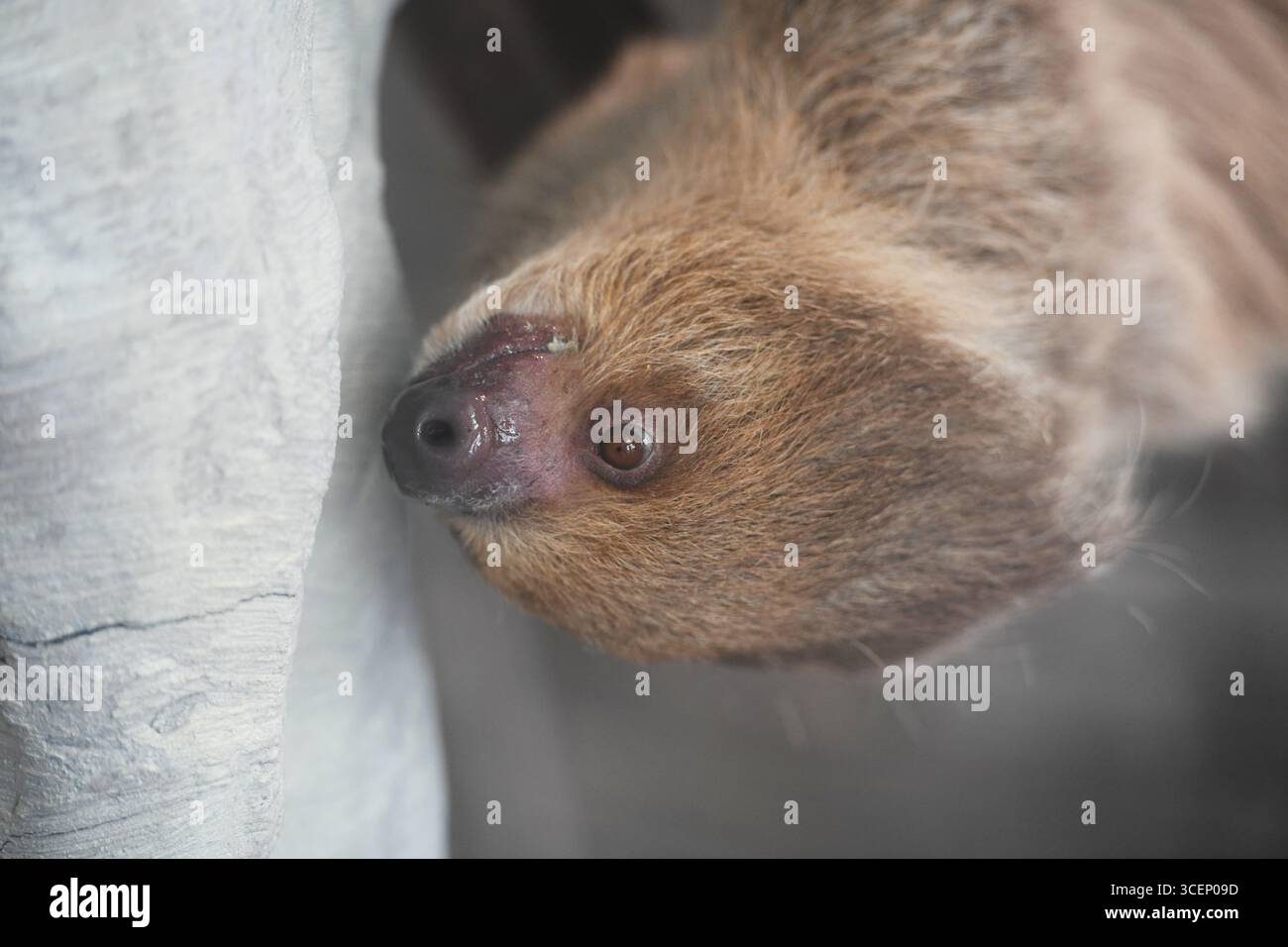 HANGZHOU, CHINA - AUGUST 19, 2025 - Citizens are watching and learning ...