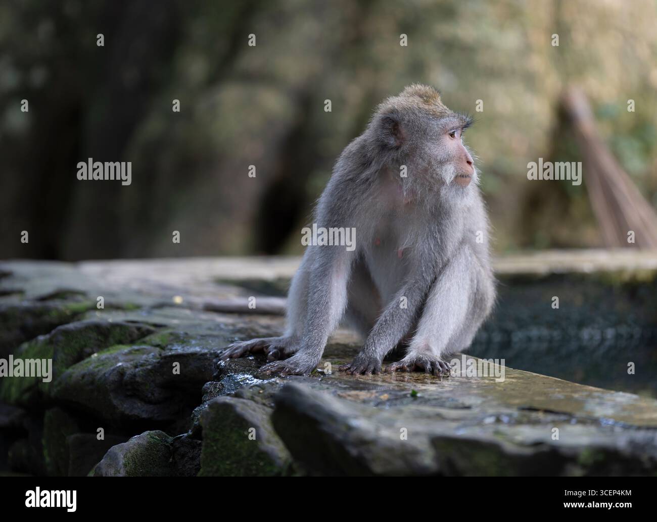 Ubud wildlife sanctuary hi-res stock photography and images - Alamy