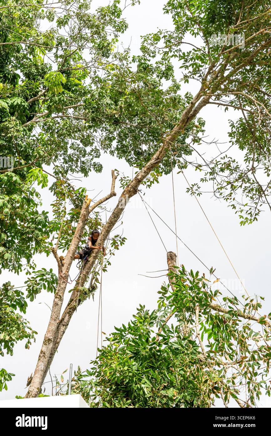 A wide view of a tree cutter standing on a cut limb, with the removed ...