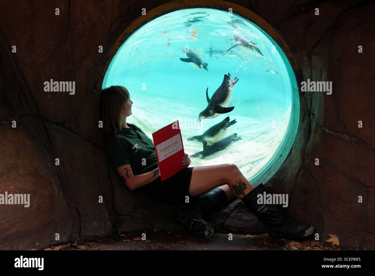 A zookeeper watching the Humboldt penguins during the annual weigh-in ...