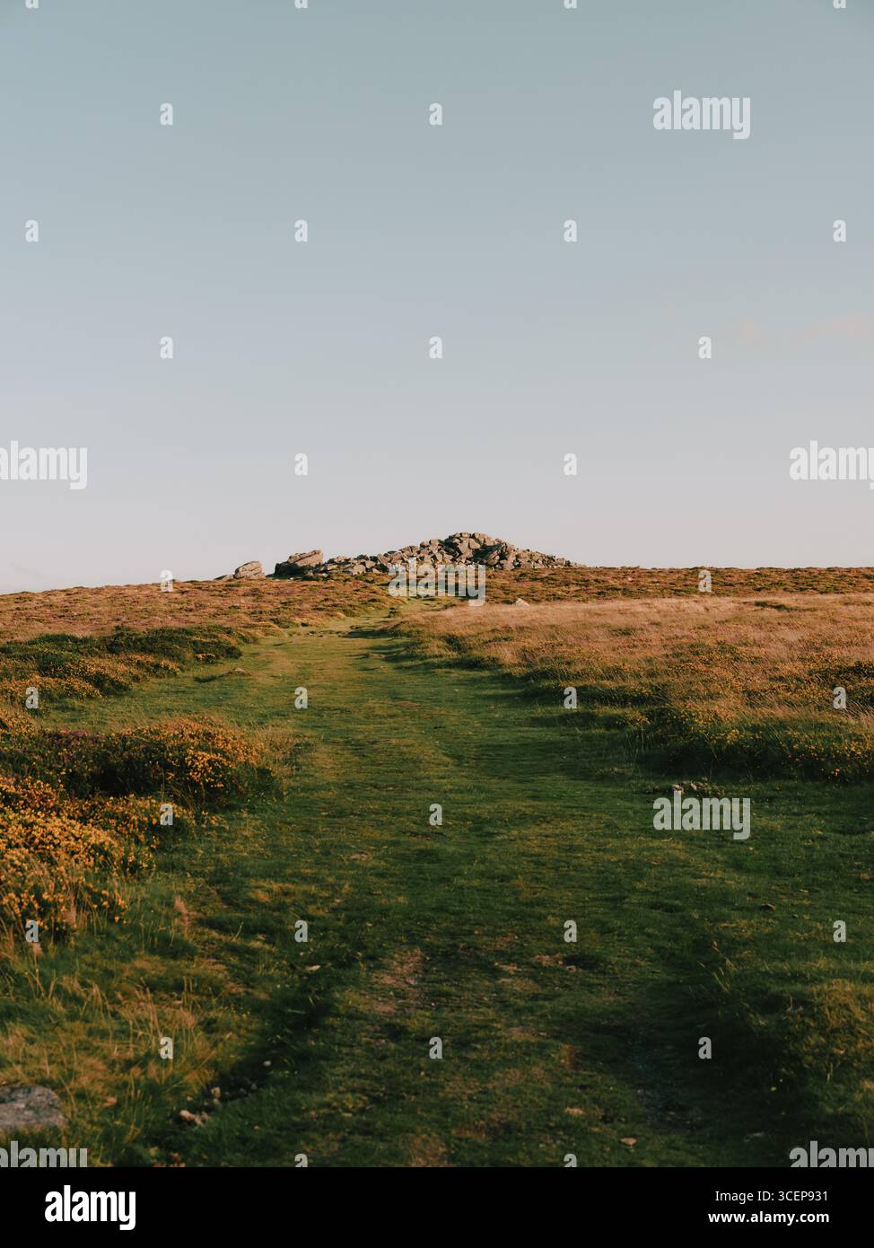 The summer moorland and granite tor landscape near Widecombe in the ...