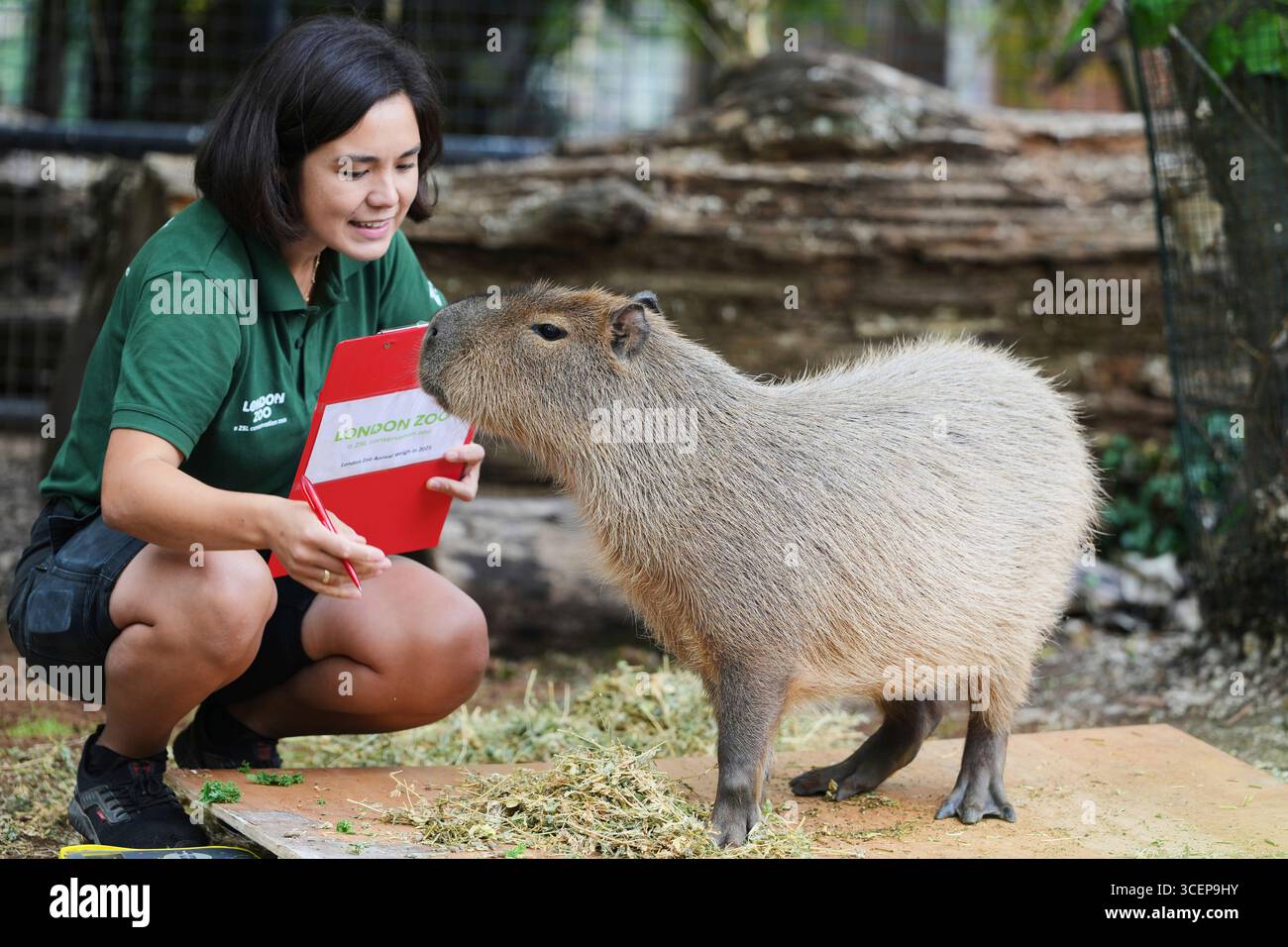 Keeper Poppy Jewell weighs a Capybara, as keepers at London Zoo record animals' vital statistics ...