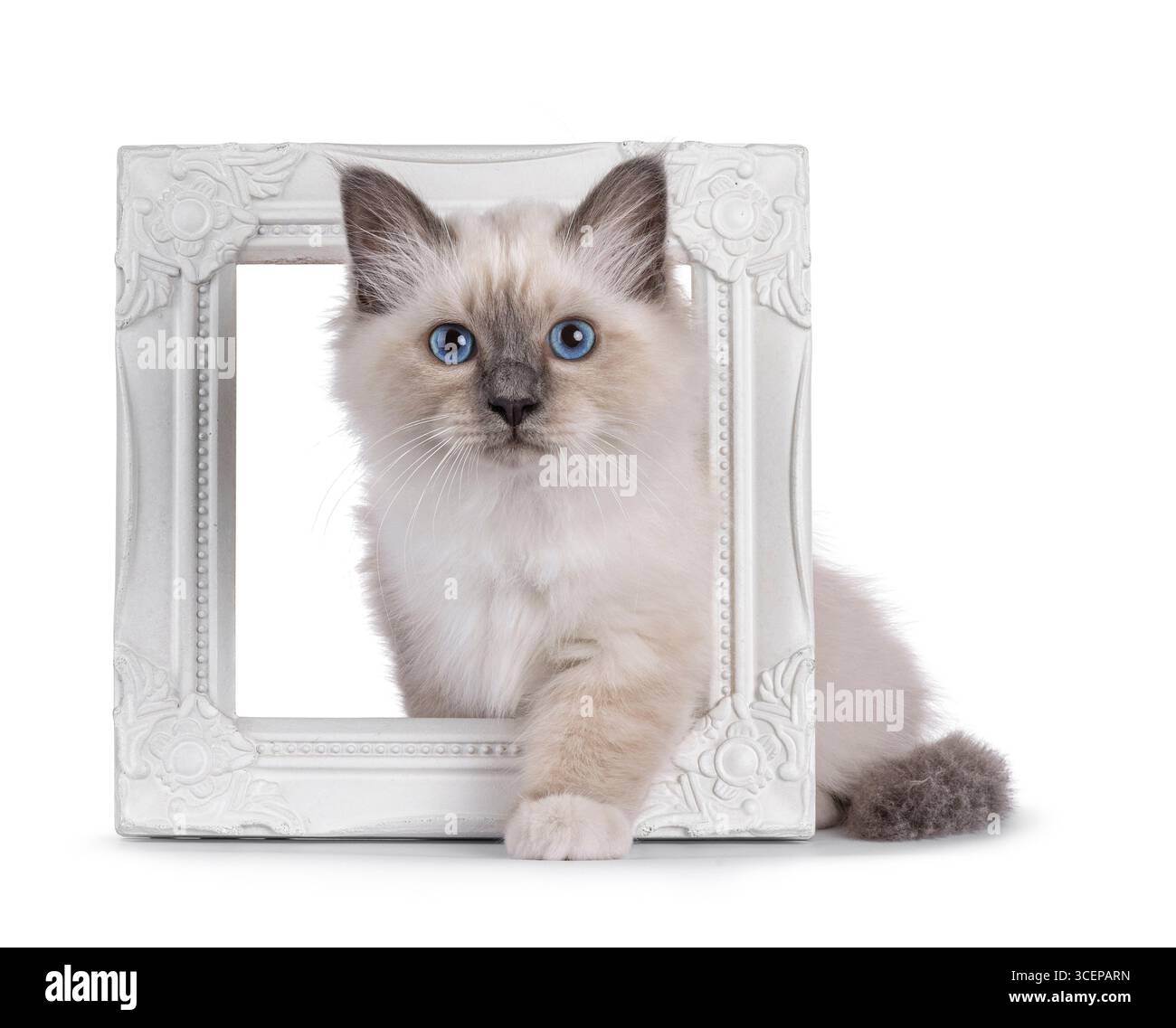 Handsome Sacred Birman cat kitten, stepping through empty photo frame ...