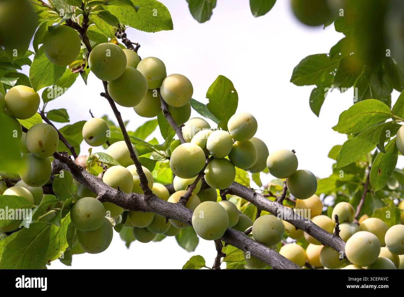 Mirabellenbaeume hi-res stock photography and images - Alamy