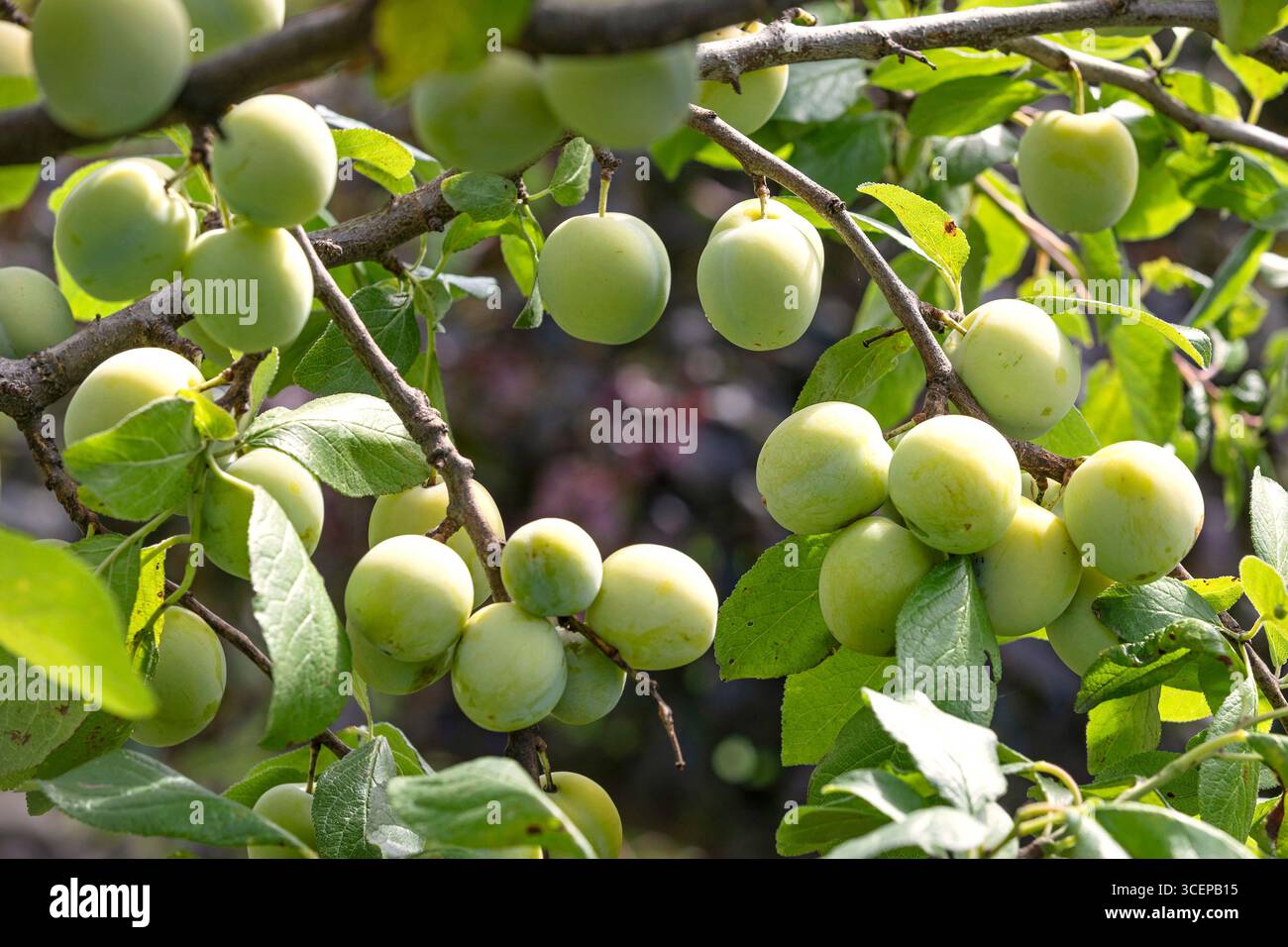 Ringlotten hi-res stock photography and images - Alamy