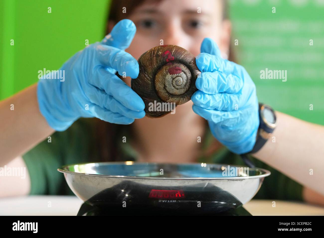Keeper Cat Dixon weighs a Magnolia Snail as keepers at London Zoo ...