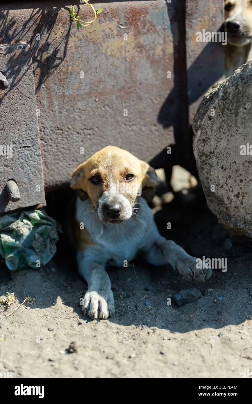 Small frightened shelter puppy hi-res stock photography and images - Alamy