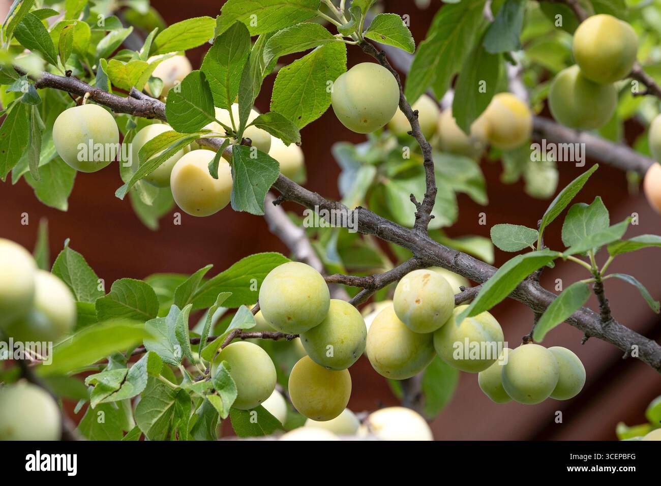 Mirabellenbaeume hi-res stock photography and images - Alamy