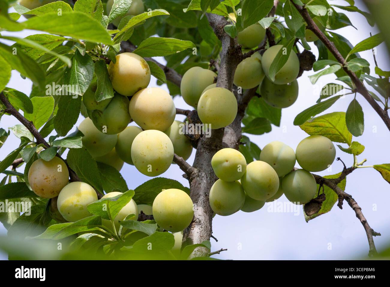 Mirabellenbaeume hi-res stock photography and images - Alamy