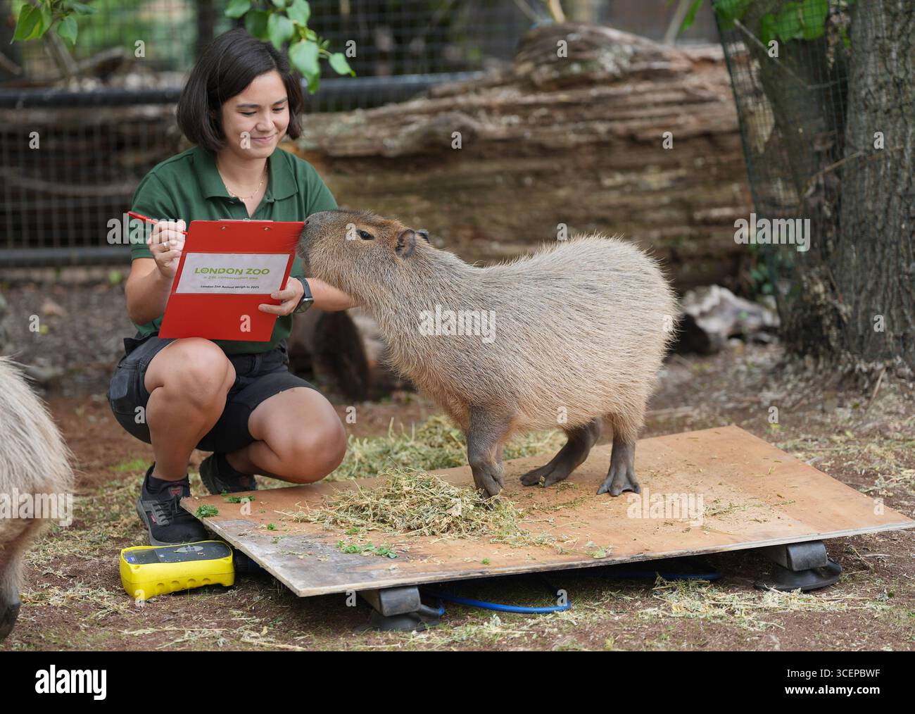 A capybara is weighed during the annual weigh-in at ZSL London Zoo in ...