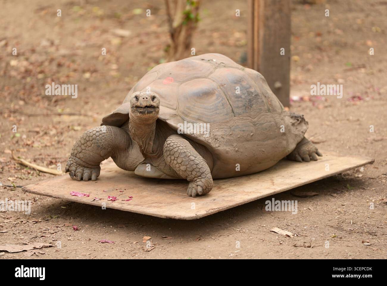 A Galapagos tortoise is weighed during the annual weigh-in at ZSL ...